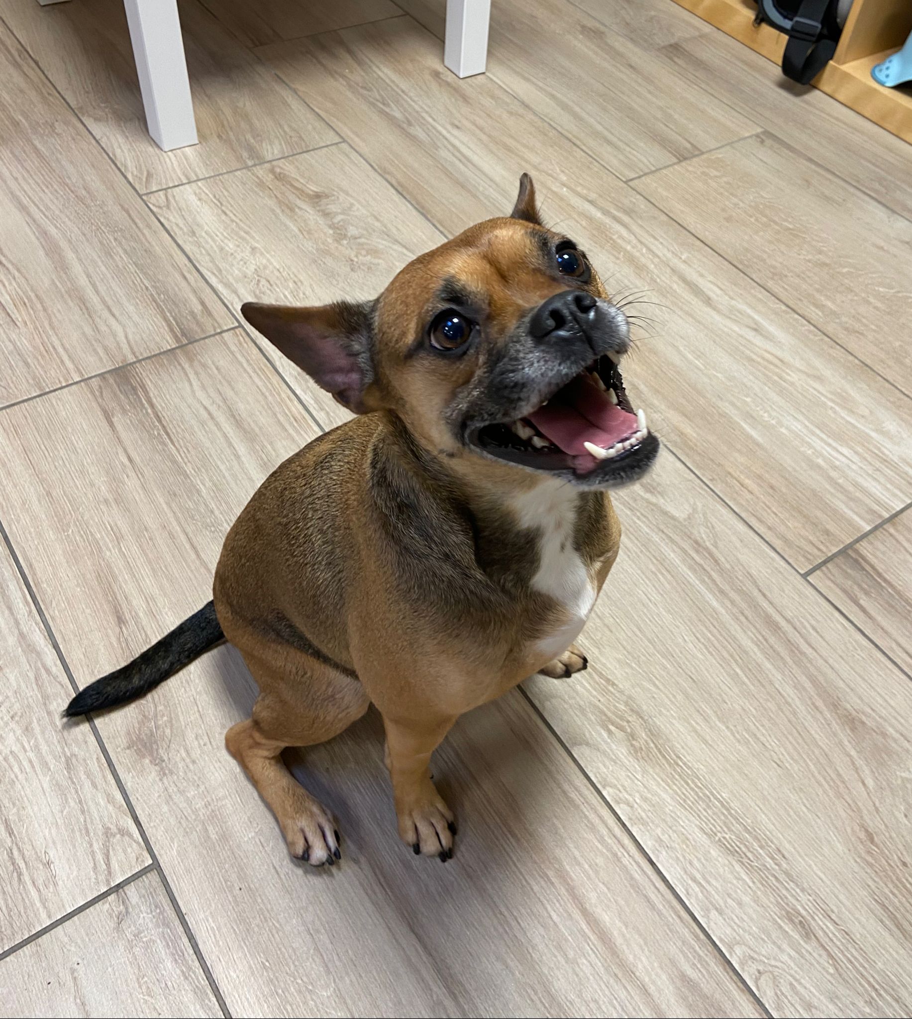 Roxy - asieljulialaantje